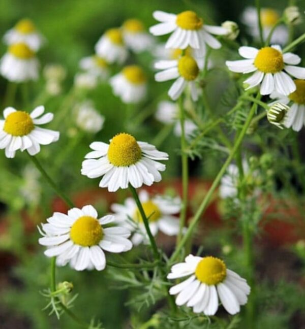 Kit plantabil musetel - Hârtie plantabilă
